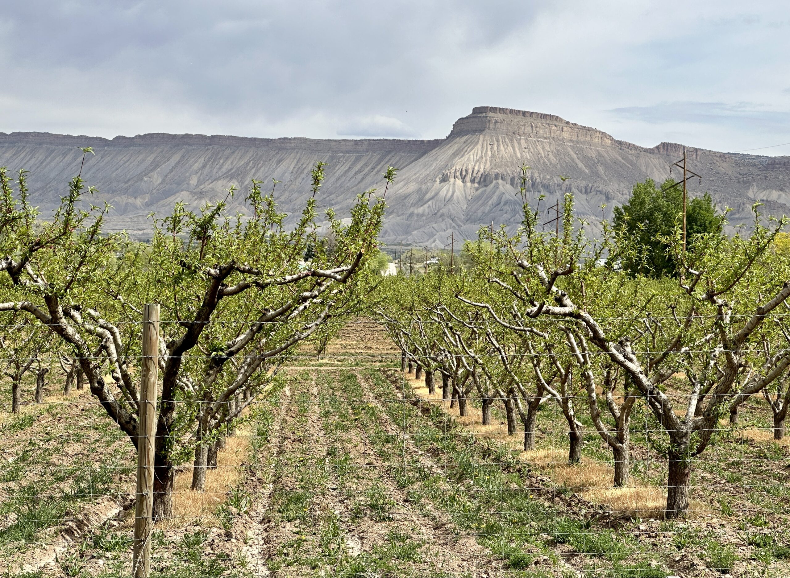 Palisade May 2023! - Venus Bike Club